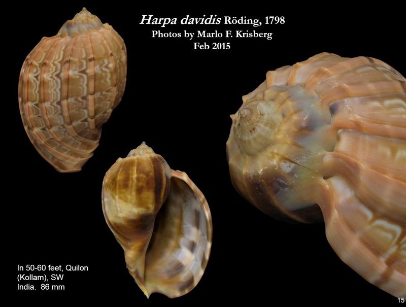 Harpa davidis - Alchetron, The Free Social Encyclopedia